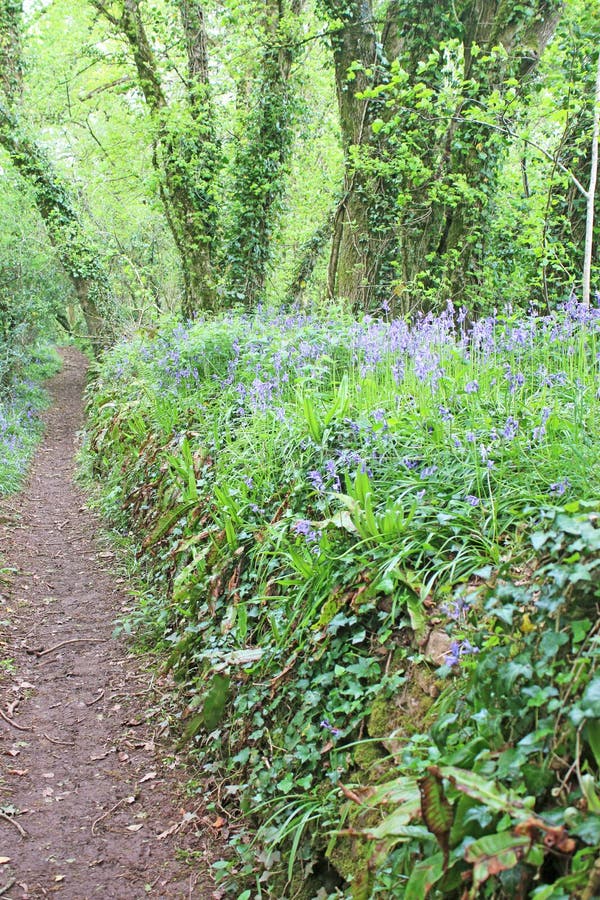 Path through a Wood in Spring Stock Photo - Image of common ...