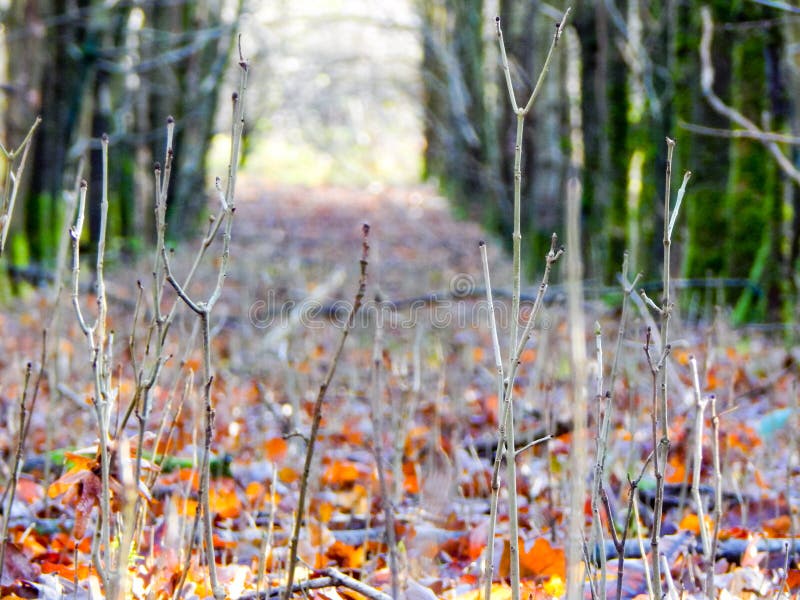 Path in the Wood with Trees and Leaf Stock Photo - Image of path, wood ...