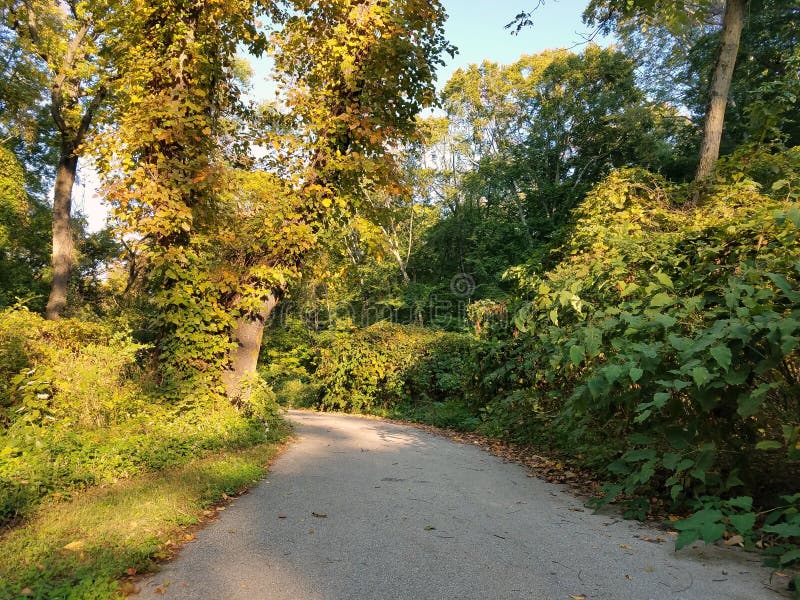 Woodedarea Stock Photos - Free & Royalty-Free Stock Photos from Dreamstime