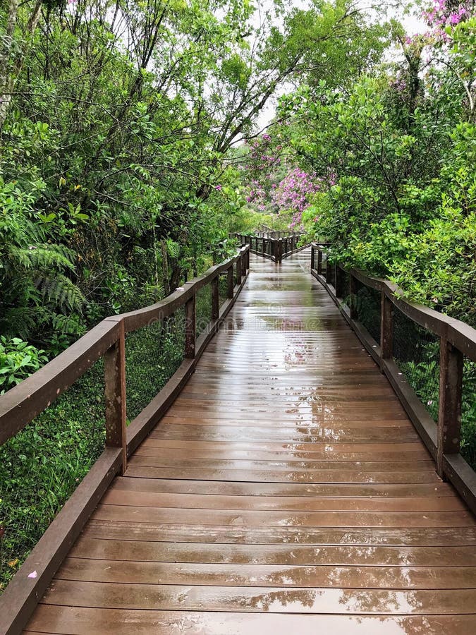 Path, Wooden Bridge in the Forest. Trail in the Forest Stock Photo ...