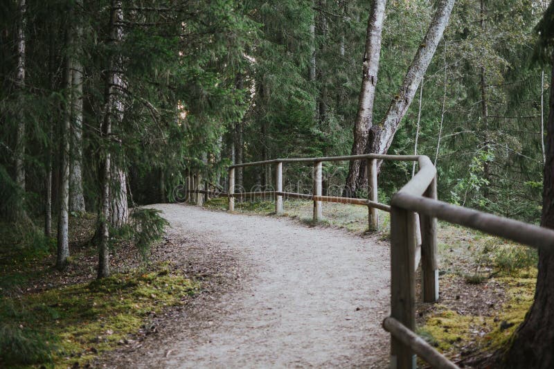Path with Wooden Railings in the Middle of a Forest with Moss and Trees ...