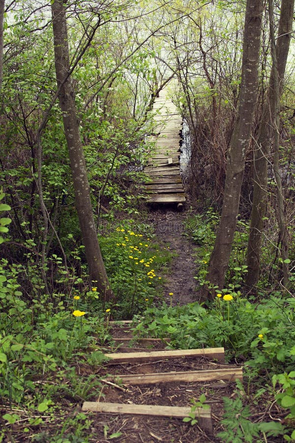 A Path with Wooden Steps To the Lake. Spring Landscape Stock Image ...