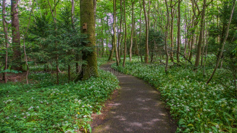 A Woodland Glade in Autumn with a Vibrant Carpet of Leaves Stock Image ...