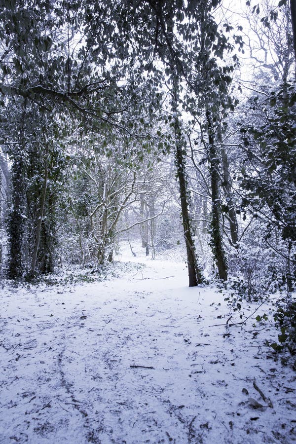 Path through Woodland, Southgate, London Stock Photo - Image of ...