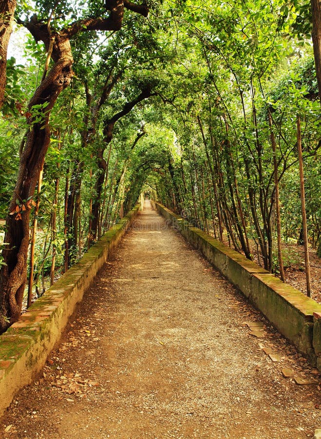 Path through Trees stock image. Image of horticulture - 31351319