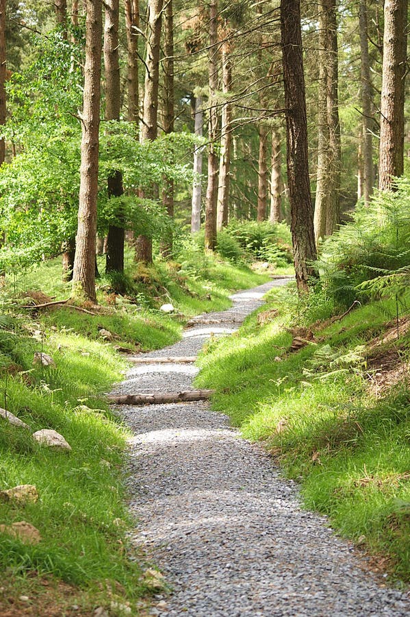 Path in the woods stock photo. Image of twigs, travelled - 746312
