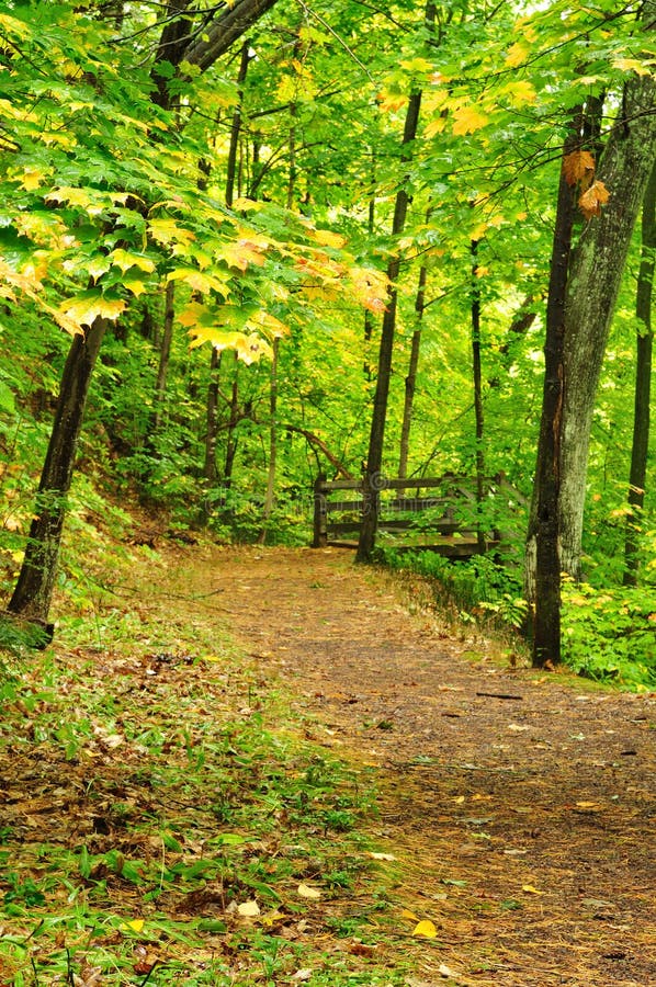 A Path through the Woods stock image. Image of vertical - 13932823