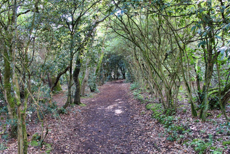 Path in the woods stock photo. Image of forest, garden - 185689684