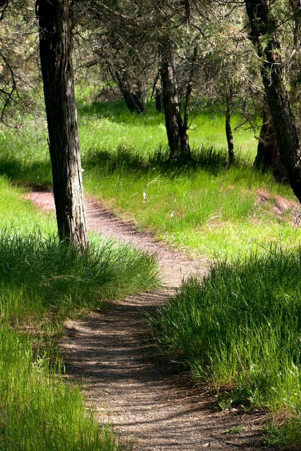 Path in the Woods stock photo. Image of forest, quiet - 18752630