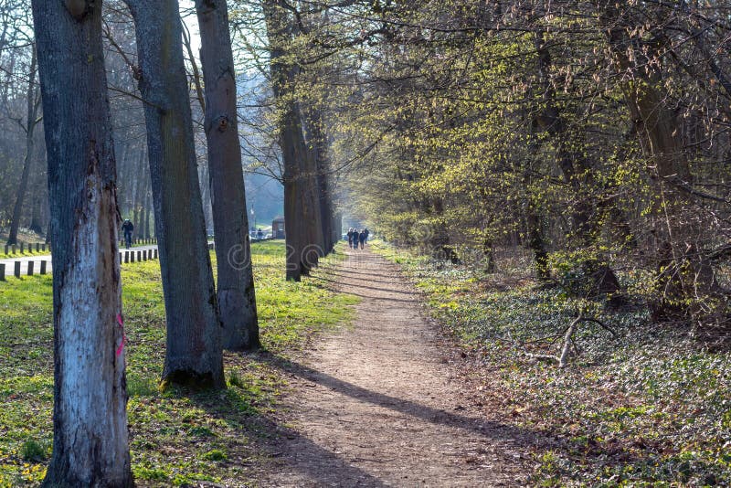 Path in the woods stock photo. Image of plant, wood - 265027654