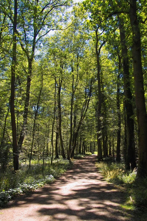 Path in woods stock image. Image of green, deep, camping - 273361