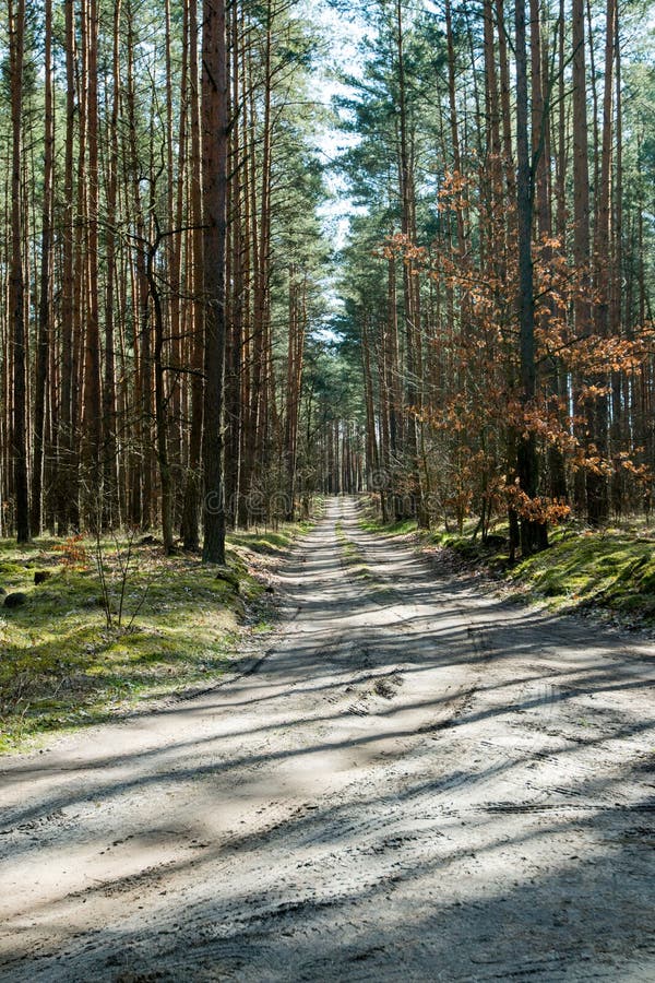 The path in woods stock photo. Image of environment, outdoor - 69376474