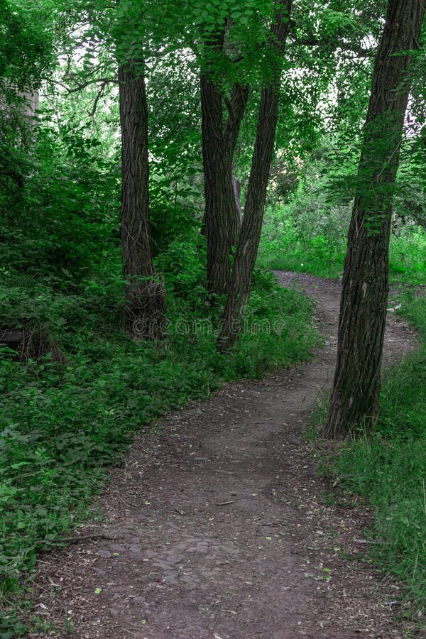 The path in the woods stock image. Image of herb, tree - 75577239