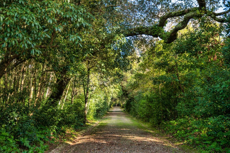 Path in the woods stock image. Image of outdoors, path - 261455503