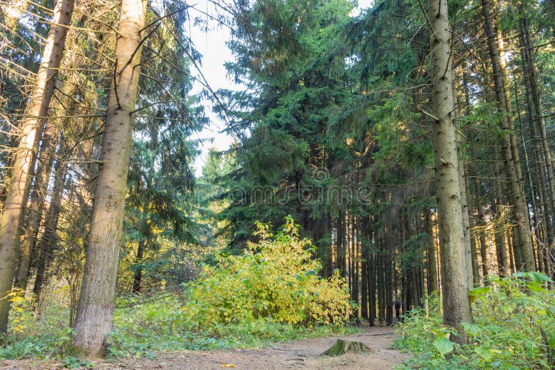 A Path in the Woods Around Tall Trees Stock Image - Image of outdoors ...
