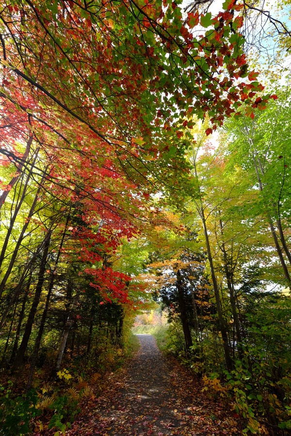 Path through Woods in Autumn Stock Image - Image of autumn, fall: 79156465