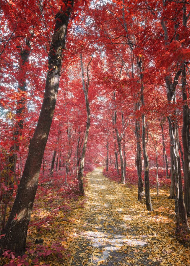 Autumn in the Woods stock image. Image of leaves, seasonal - 3661521