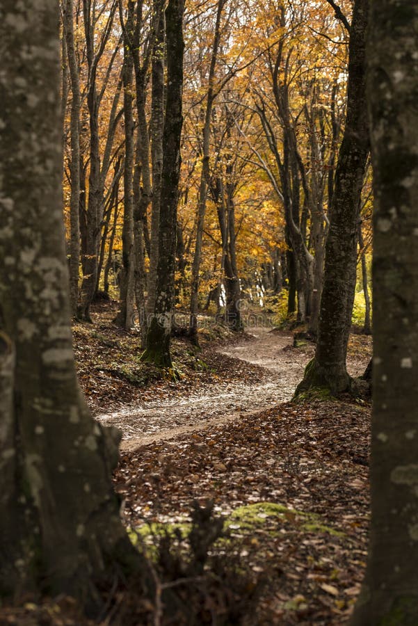 Path stock photo. Image of ground, morning, meadow, fallen - 46886596