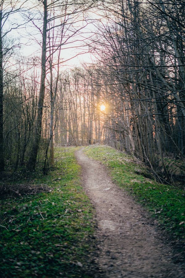A Path through the Woods in Autumn, with Trees Lining Both Sides Stock ...