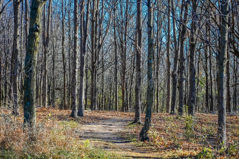 Path through Fall Woods stock image. Image of burlington - 209057327