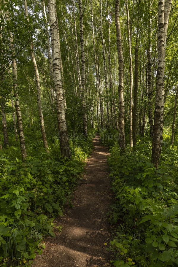 Walking in a Birch Forest in Winter Stock Image - Image of forest, blue ...