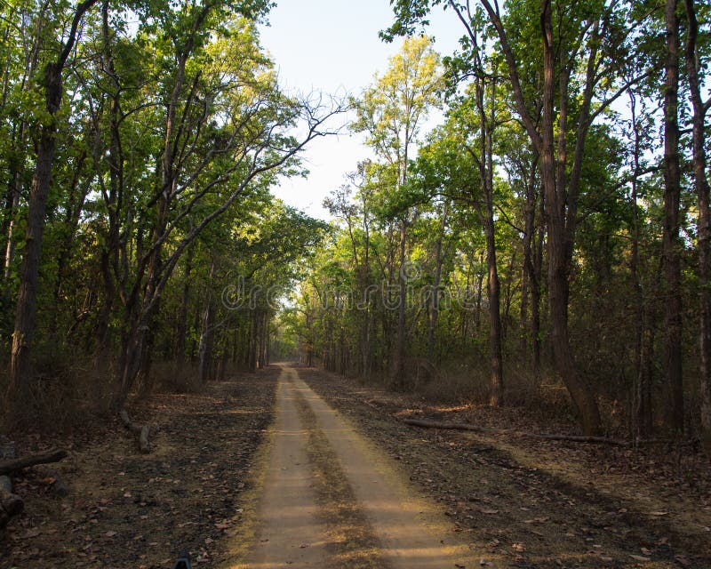 A path in the woods stock photo. Image of ecology, india - 215861420