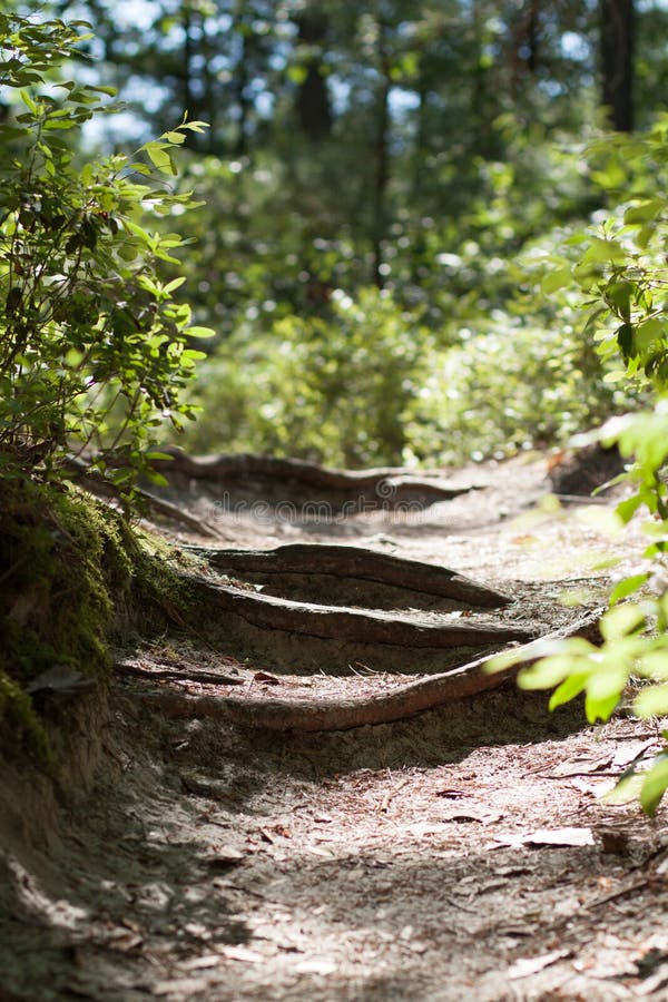 Path in the Woods stock photo. Image of trail, environment - 42102472