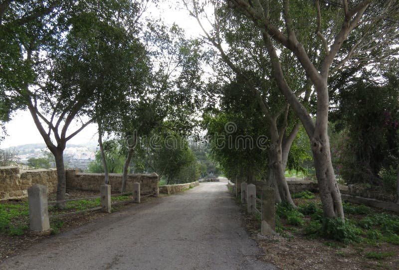 Path in the woods stock image. Image of brown, road - 136927933