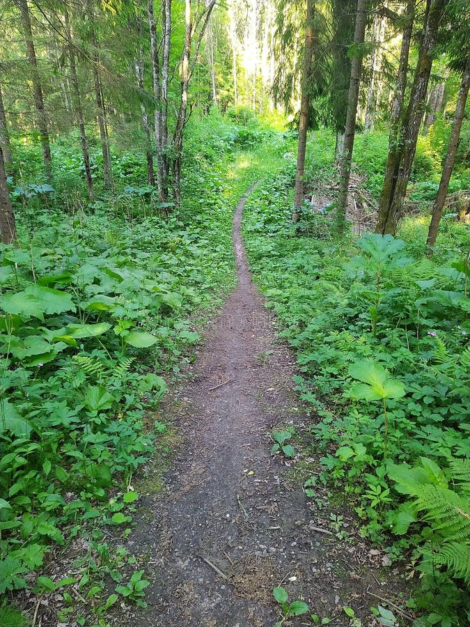 Path in the Woods during the Daytime in Summer. Stock Image - Image of ...