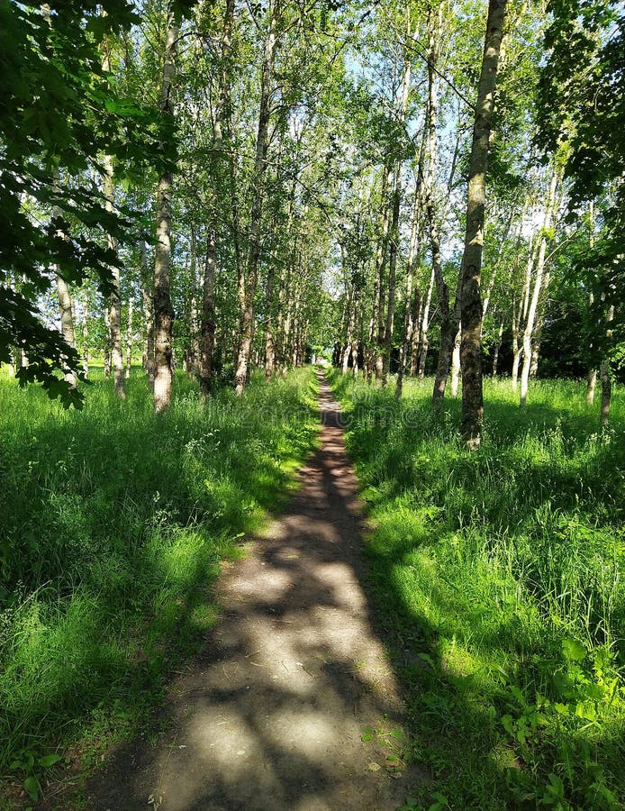 Path in the Woods during the Daytime in Summer. Stock Image - Image of ...