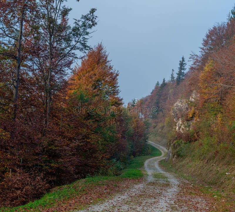 Path in the woods stock image. Image of orange, nature - 129401345