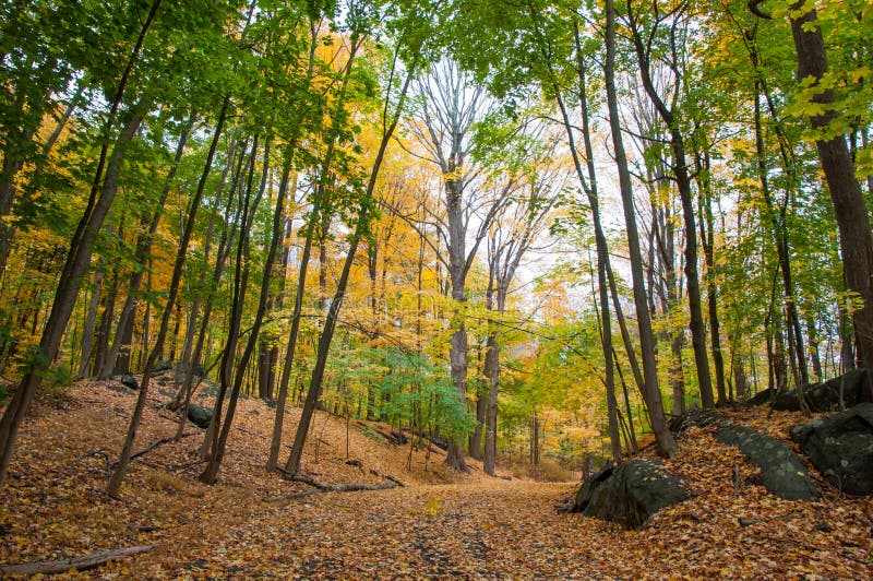 Path in the woods stock photo. Image of twigs, travelled - 746312