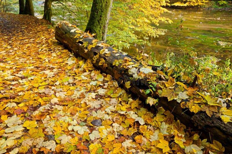 Path in the woods stock image. Image of colorful, rural - 80680235