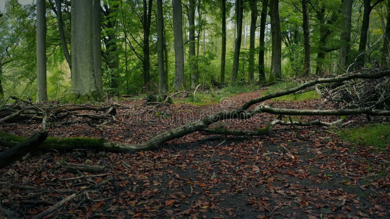 Path through the Woods with Fallen Tree Stock Footage - Video of path ...