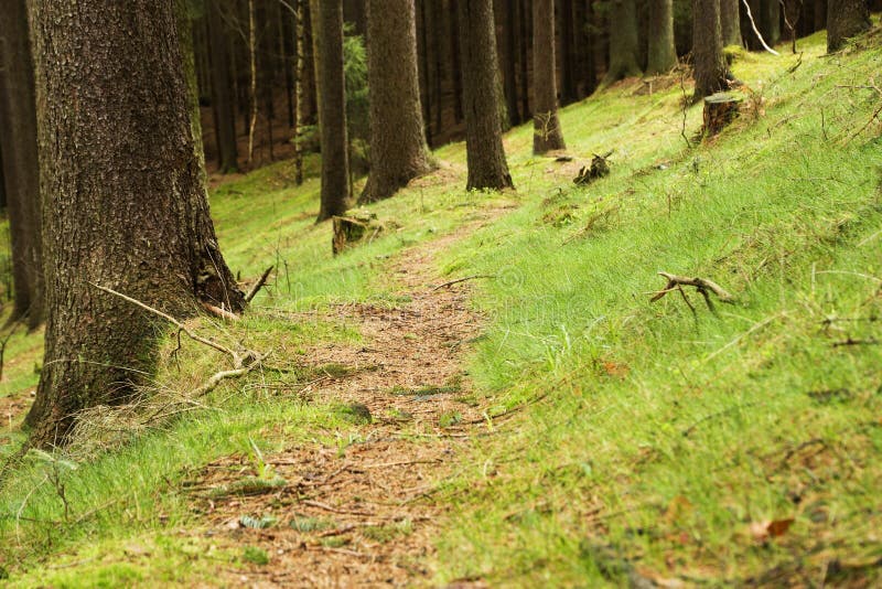 Path in the woods stock image. Image of lane, path, outdoor - 80680123