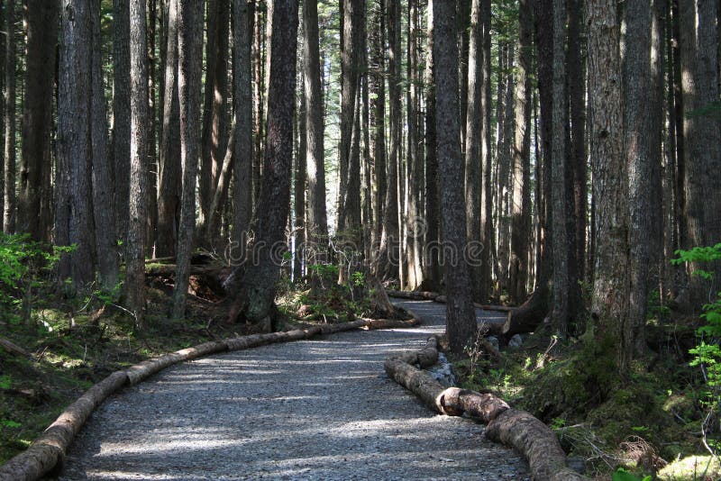 A Path in the Woods stock photo. Image of path, streaming - 61927134