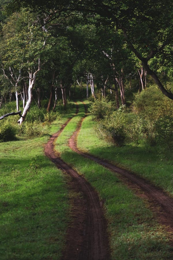 Path in the Woods in between Greenery Trees Plants Stock Image - Image ...