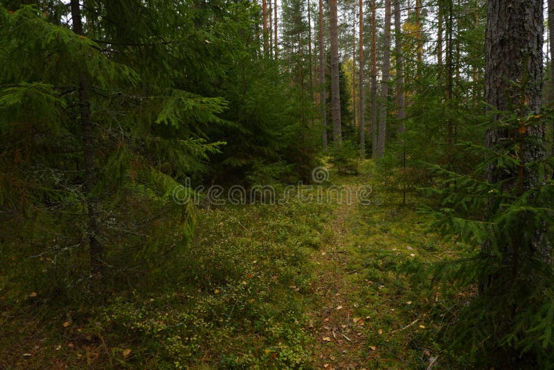 Path in the Woods with Leaves on the Ground Stock Photo - Image of ...