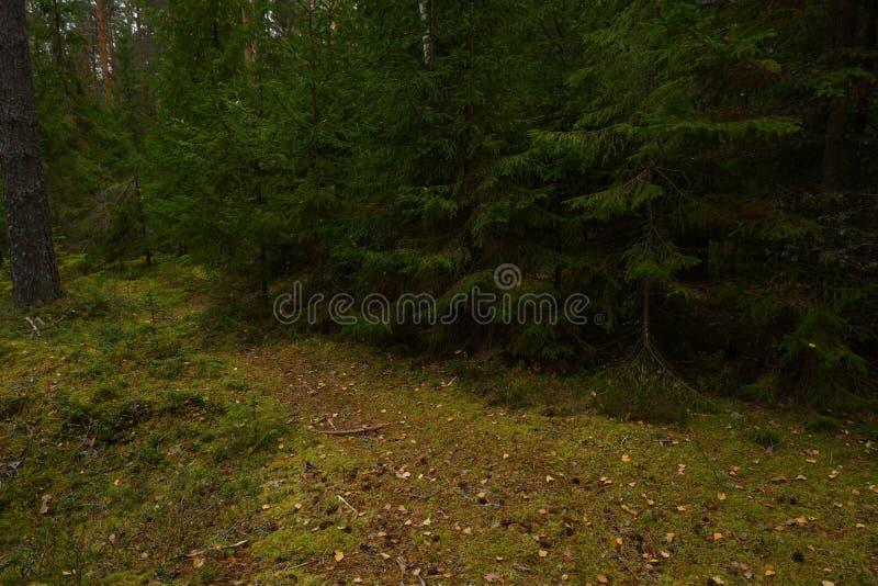 Path in the Woods with Leaves on the Ground Stock Photo - Image of ...