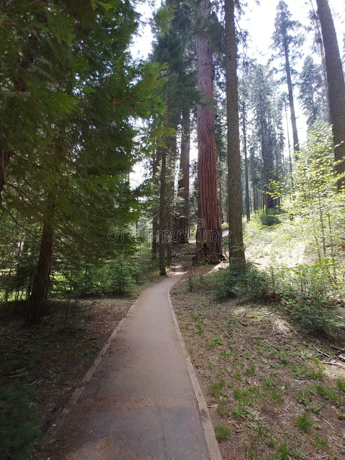 Path through the woods stock photo. Image of trees, california - 151099246