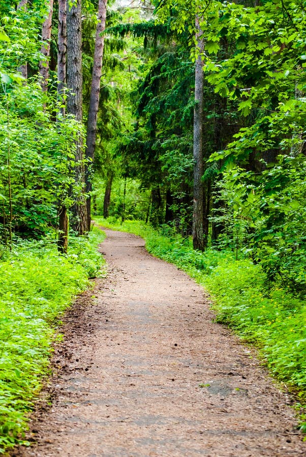 Path in woods stock photo. Image of outdoor, countryside - 31503152