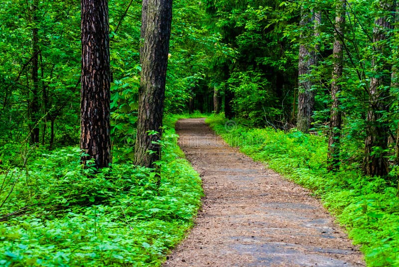 Path in woods stock image. Image of flora, deciduous - 31503173