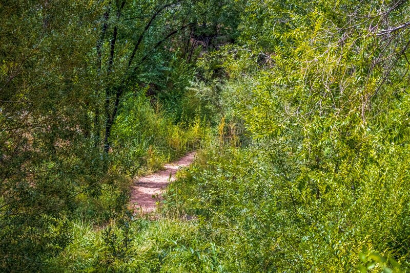Path through Woods stock photo. Image of summer, brown - 255788896