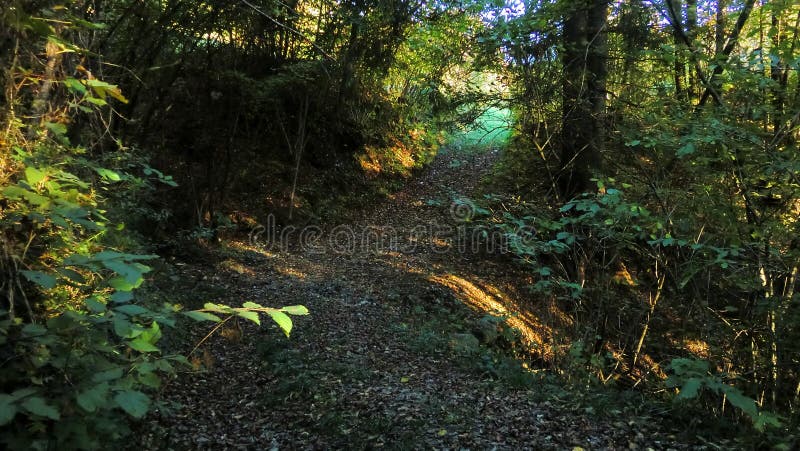 Path in the woods stock image. Image of beautiful, scene - 178803987