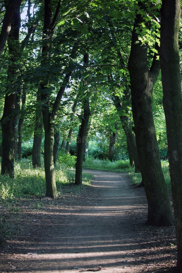 Path through the woods stock photo. Image of small, woods - 94092170