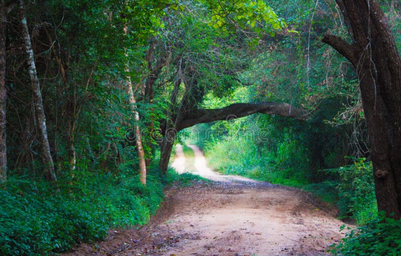 Path in the Woods in a South Asian Forest Stock Photo - Image of branch ...