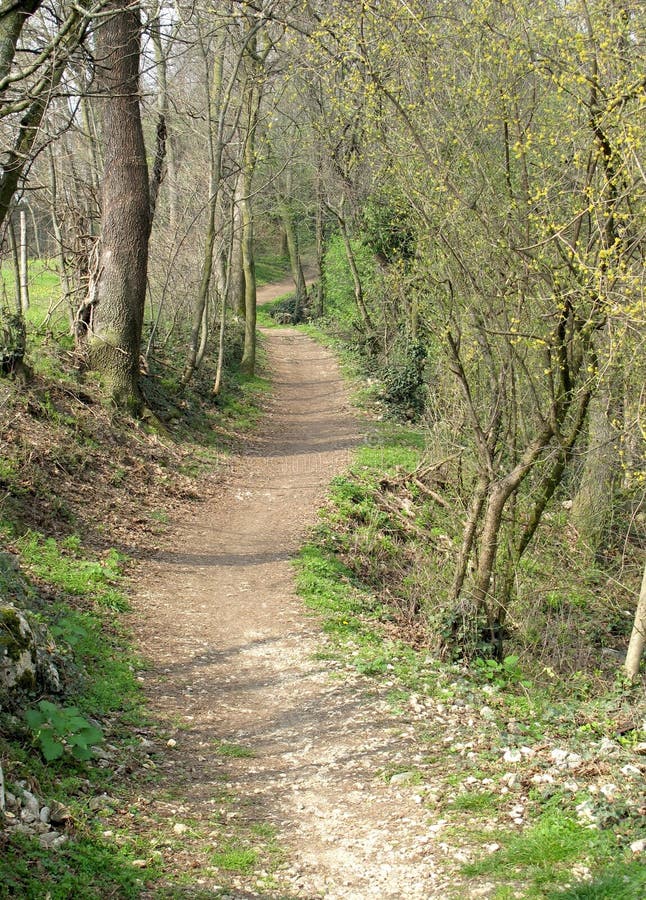 Path in the woods stock image. Image of road, path, scenic - 39109775