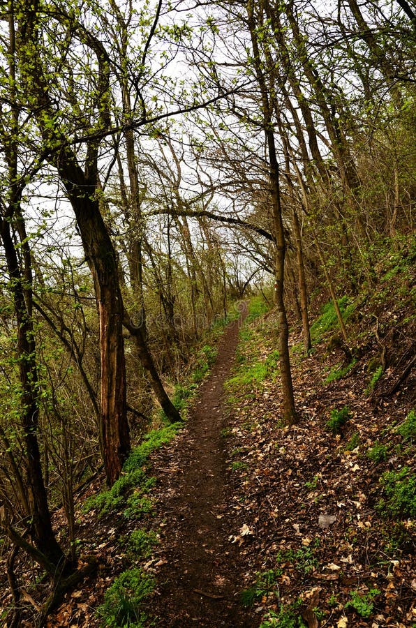 Path in the Woods in Spring Stock Photo - Image of flora, lush: 90457234