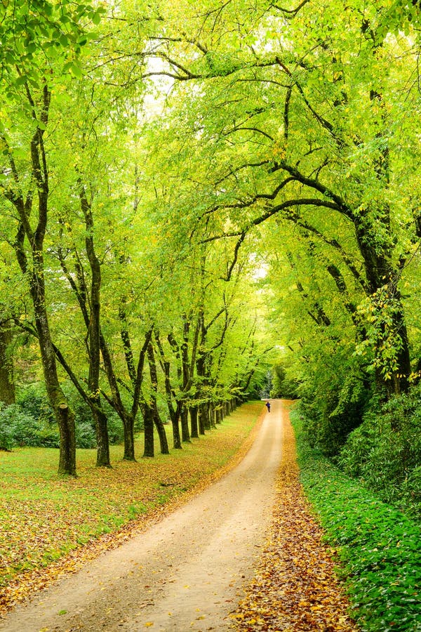 Path Through Meadow And Into The Woods Stock Image - Image of clif ...