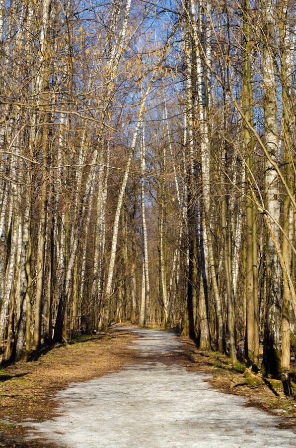 The path in the woods stock photo. Image of melting, landscape - 52981866